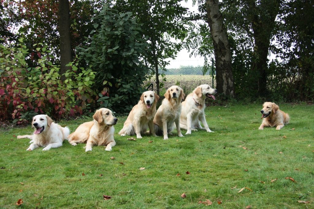 A-Wurf Treffen „vom Lockhauser Feld“ - Golden Retriever "vom Lockhauser ...